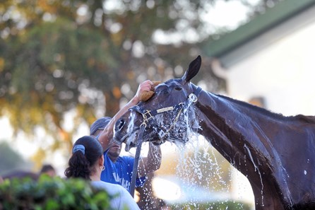Uncle Mo - Horse Profile - BloodHorse