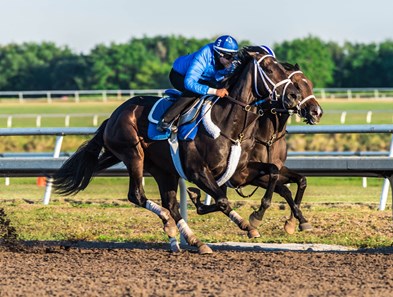 Enticed - Horse Profile - BloodHorse