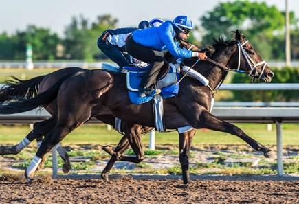 Enticed - Horse Profile - BloodHorse