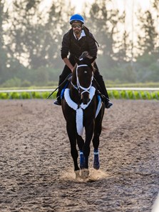 Enticed - Horse Profile - BloodHorse