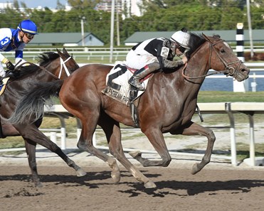 Coach Rocks - Horse Profile - BloodHorse