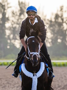 Enticed - Horse Profile - BloodHorse