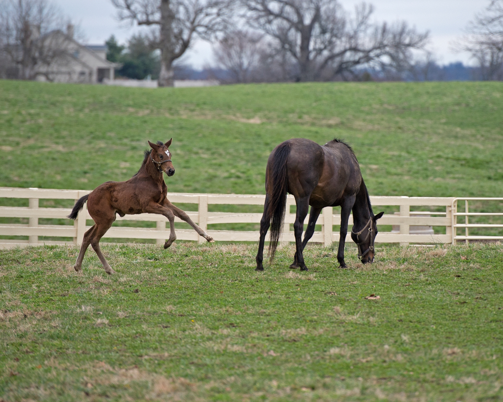 Love the Chase Foals Tapit Half Brother to 'Chrome' - BloodHorse