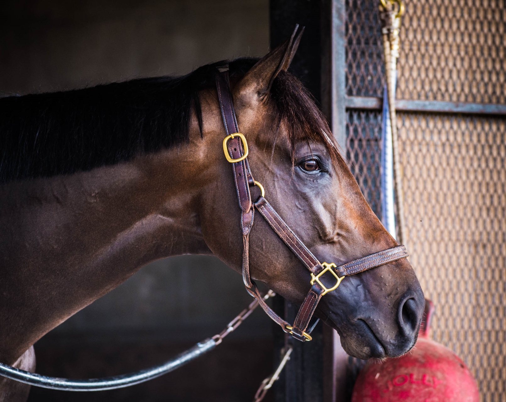 Always Dreaming True in Kentucky Derby Win - BloodHorse