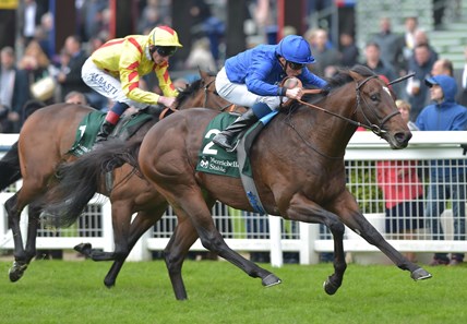 Blue Point (IRE) - Horse Profile - BloodHorse