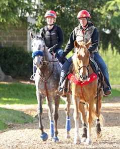 Unique Bella - Horse Profile - BloodHorse