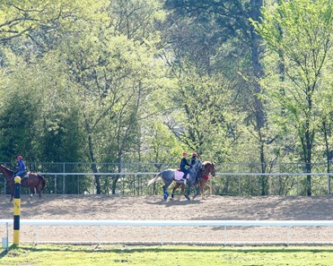 Unique Bella - Horse Profile - BloodHorse