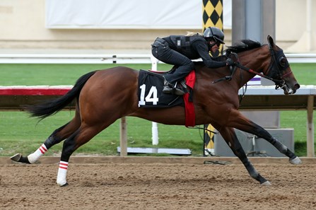 Uncle Mo - Horse Profile - BloodHorse