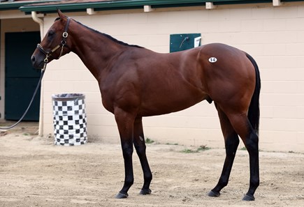 Uncle Mo - Horse Profile - BloodHorse