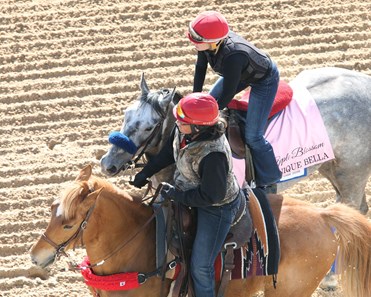 Unique Bella - Horse Profile - BloodHorse