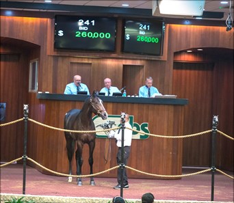 Cairo Prince - Horse Profile - BloodHorse