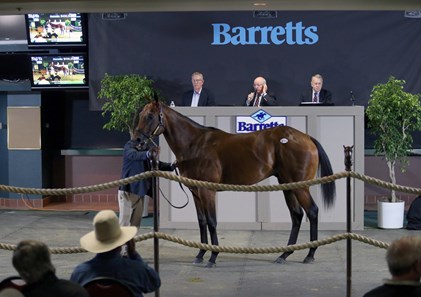 Uncle Mo - Horse Profile - BloodHorse