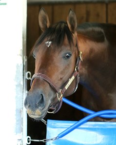 Lone Sailor - Horse Profile - BloodHorse