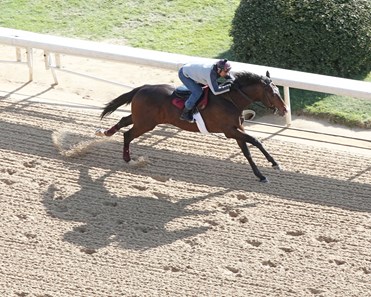 Higher Power - Horse Profile - BloodHorse