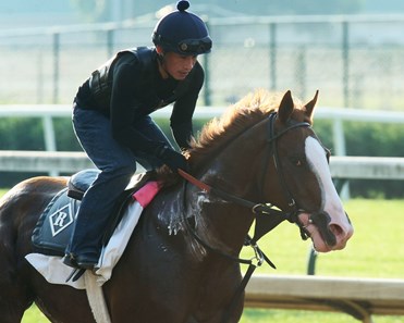 Free Drop Billy - Horse Profile - BloodHorse