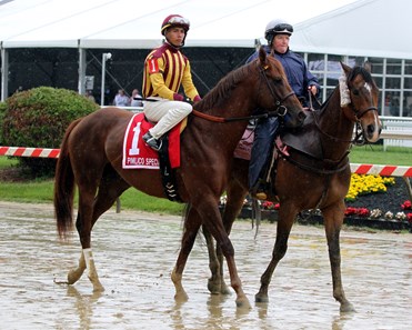 Irish War Cry - Horse Profile - BloodHorse