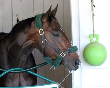 Bolt d'Oro - Horse Profile - BloodHorse