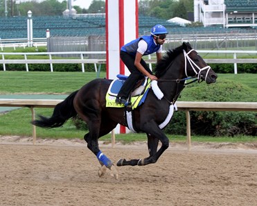 Enticed - Horse Profile - BloodHorse