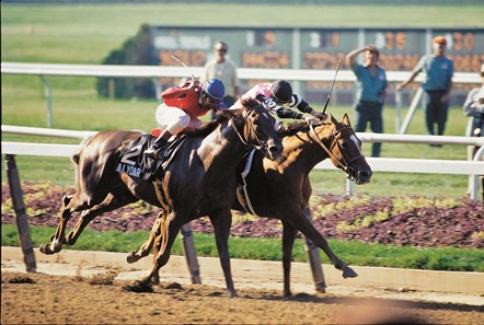 Affirmed - Horse Profile - BloodHorse