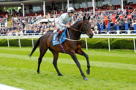 Dee Ex Bee a Top Contender in Irish Derby Lineup - BloodHorse