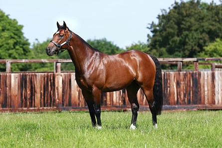 Frankel (GB) - Horse Profile - BloodHorse