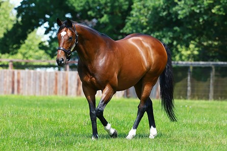 Frankel (GB) - Horse Profile - BloodHorse