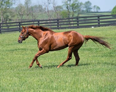 Gun Runner - Horse Profile - BloodHorse