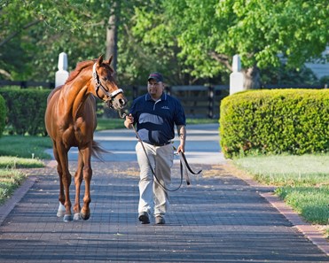 Gun Runner - Horse Profile - BloodHorse