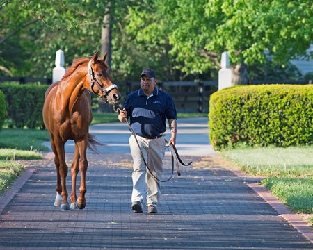Smart and Agile, Gun Runner Adapts Quickly to Stud Duty - BloodHorse