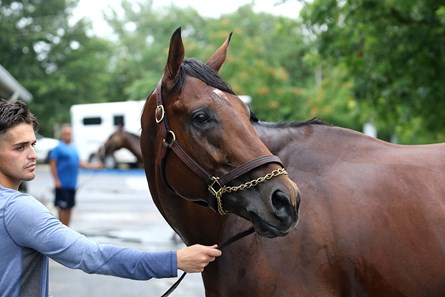 Core Beliefs - Horse Profile - BloodHorse