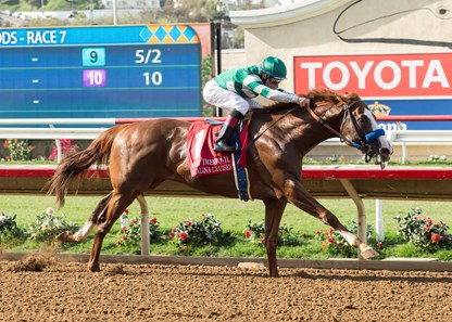 Catalina Cruiser - Horse Profile - BloodHorse