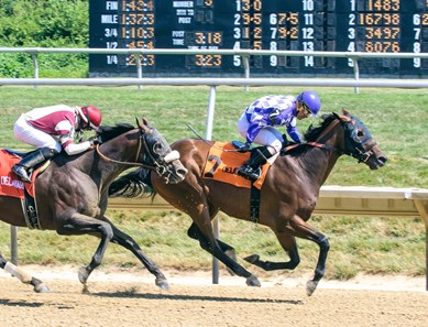 Prince of Hempt - Horse Profile - BloodHorse