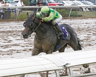 Magna Rose - Horse Profile - BloodHorse