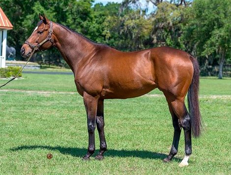 A Lot Becomes Second Tapit Son Standing in Australia - BloodHorse