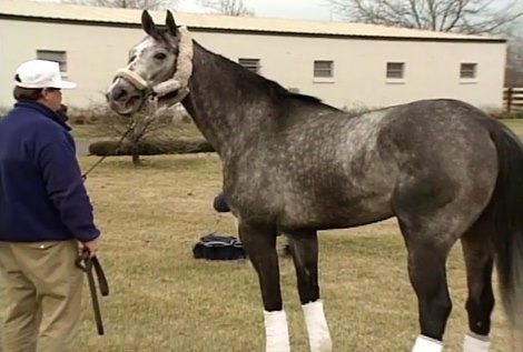 Holy Bull Tribute - Video - - BloodHorse