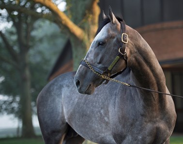 Arrogate - Horse Profile - BloodHorse