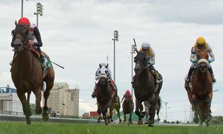 March to the Arch - Horse Profile - BloodHorse