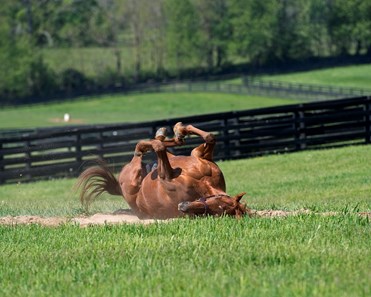 Gun Runner - Horse Profile - BloodHorse