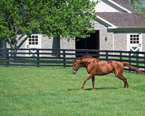 Gun Runner Represented by First Japanese Winner - BloodHorse