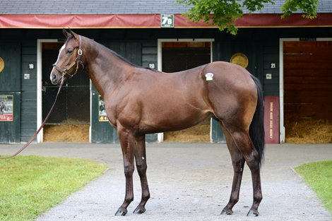 Blackstone Farm on the Rise With Saratoga Yearlings - BloodHorse