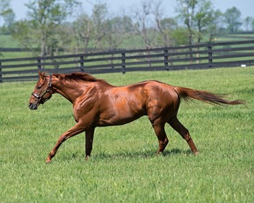 Gun Runner - Horse Profile - BloodHorse