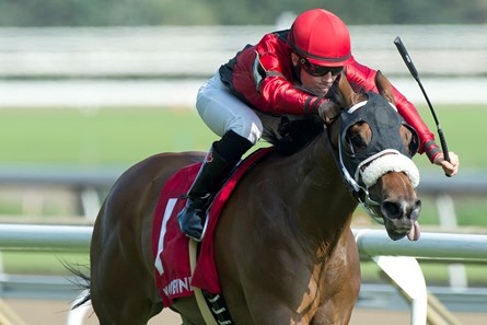 Wallace - Horse Profile - BloodHorse