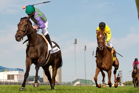 Avie's Mineshaft - Horse Profile - BloodHorse