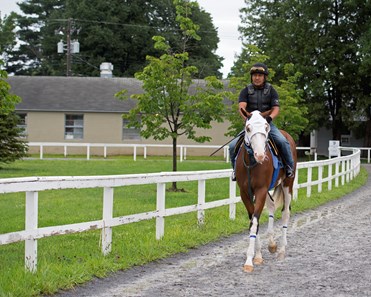 Southern Phantom - Horse Profile - BloodHorse