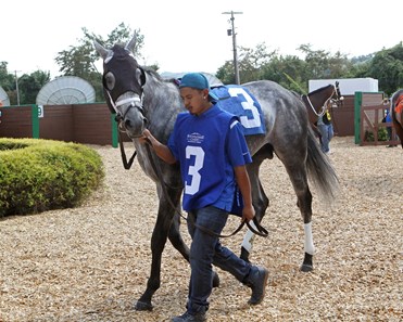 Leofric - Horse Profile - BloodHorse