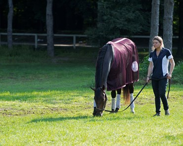 Catholic Boy - Horse Profile - BloodHorse
