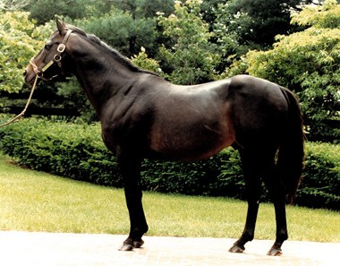 Seattle Slew - Horse Profile - BloodHorse