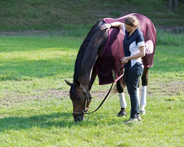 Catholic Boy - Horse Profile - BloodHorse