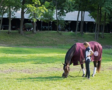 Catholic Boy - Horse Profile - BloodHorse