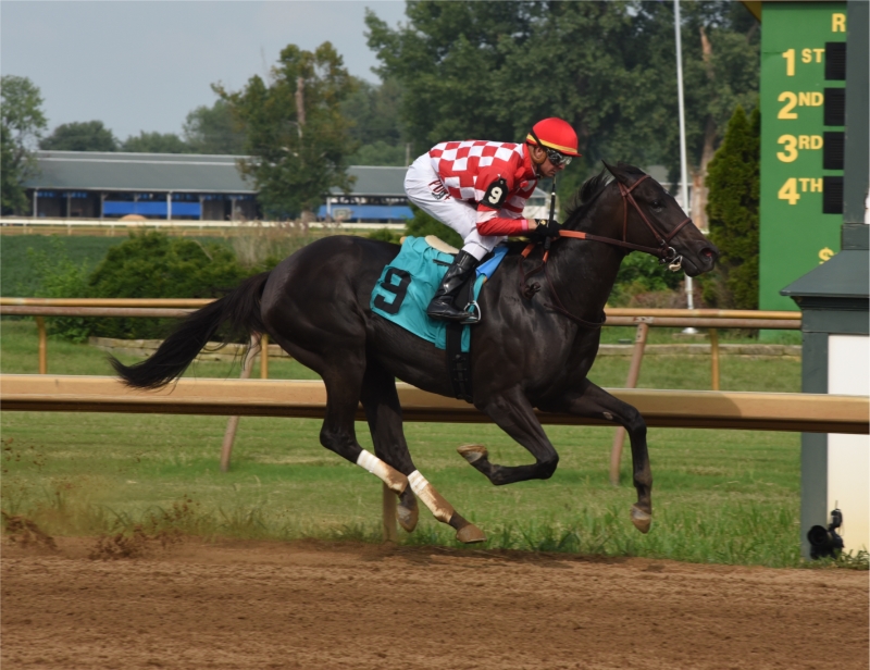 Serengeti Empress Horse Online | varsana.com